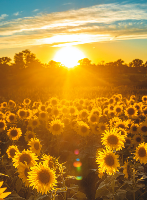 Sunshine Street – Pure Purpose
