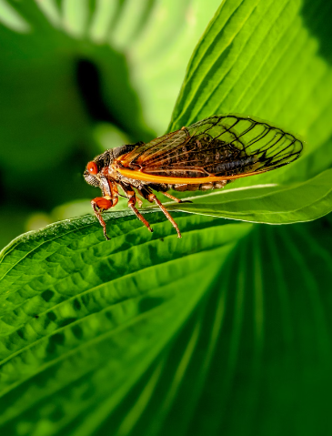 Cicada Sneaking – Pure Purpose